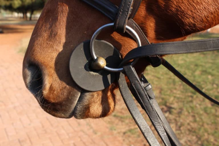 Why Do Showjumpers Use Draw Reins? – Equestrian Space
