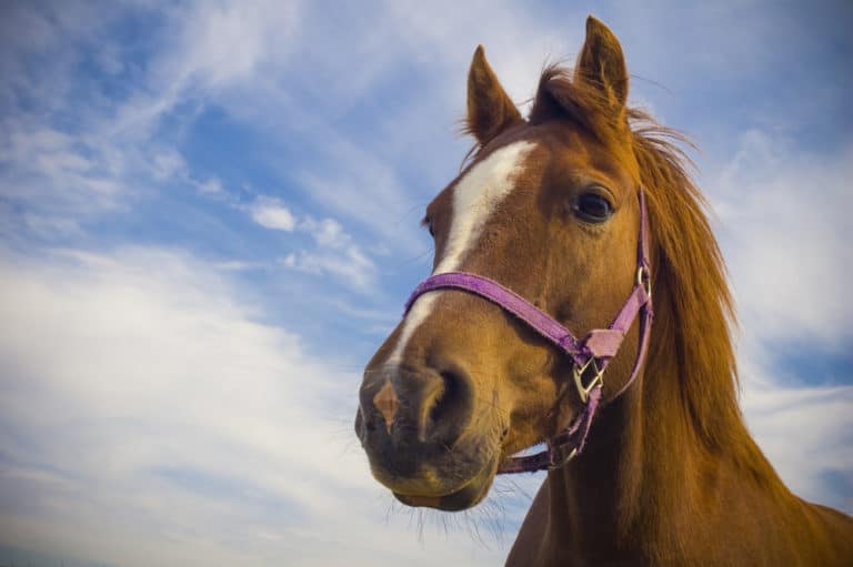 Horses as Healers: Cultural and Spiritual Roles Across the Globe ...