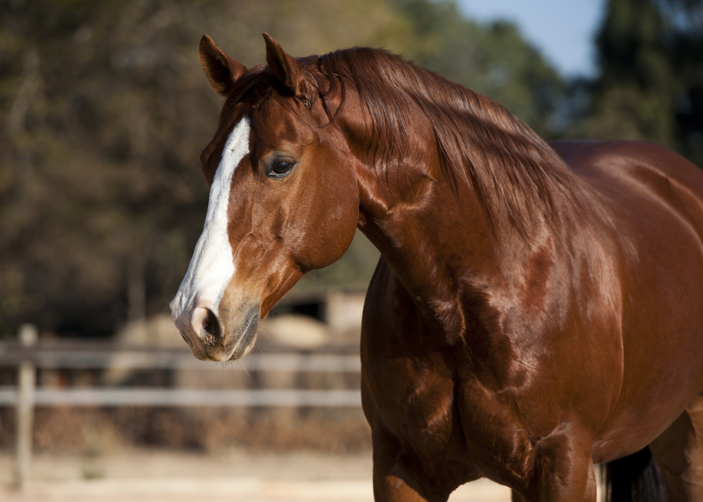 Best Horse Breeds For English Riding Equestrian Space Best Horse Breeds For English Riding Equestrian Space