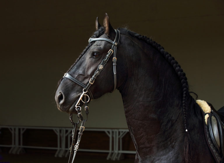 15 Most Beautiful Horse Breeds In The World – Equestrian Space
