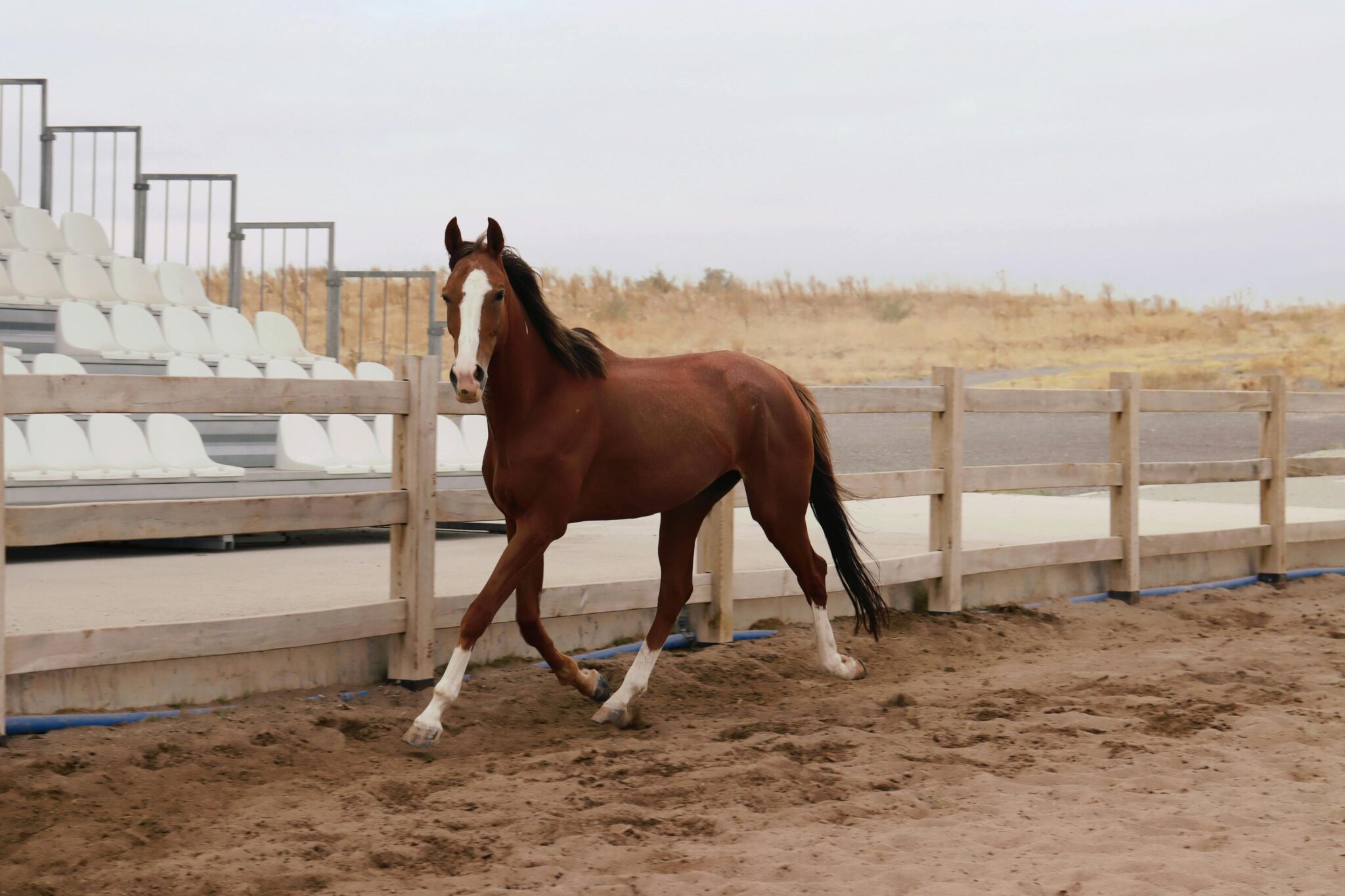 Acupuncture for Horses: Ancient Wisdom Meets Modern Care – Equestrian Space
